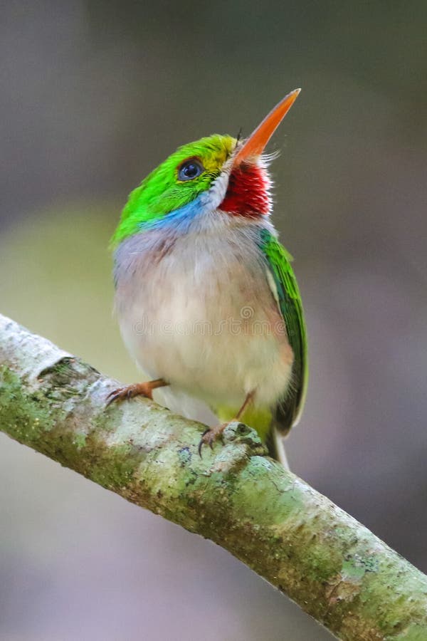 Oiseau multicolore image stock. Image du tropical, vert - 32197085