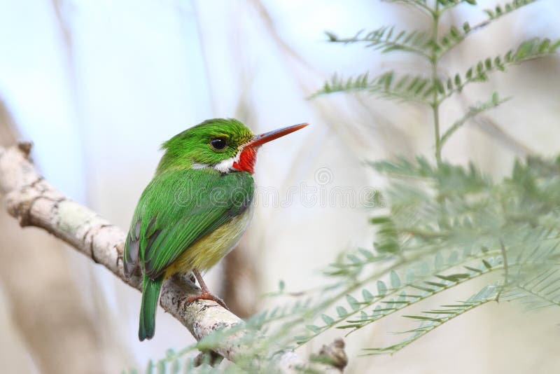 Tody puertorriqueño imagen de archivo. Imagen de especie - 19332889