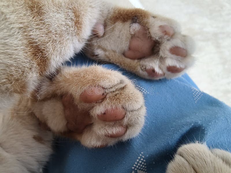 Toe Beans of an Orange Tabby Cat Stock Photo - Image of cats, visits ...