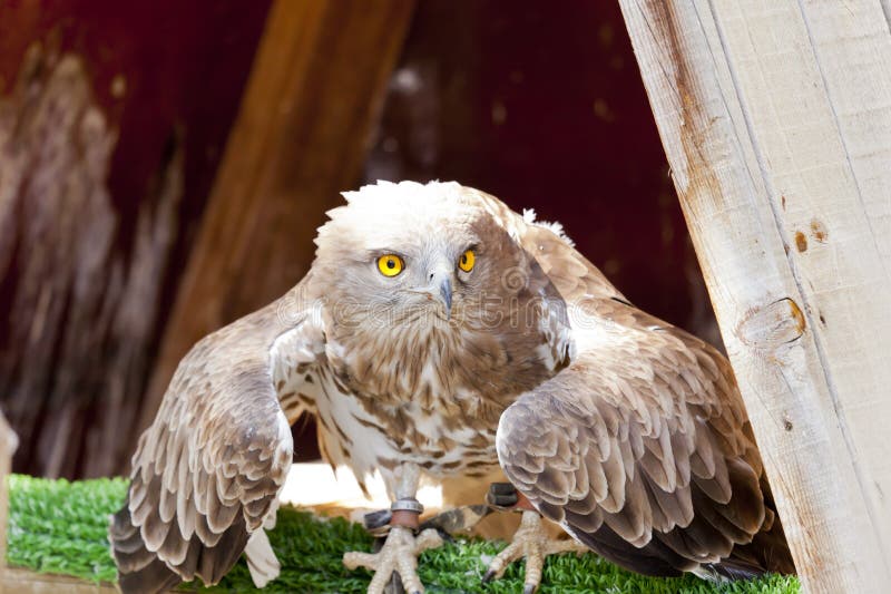 Toed Eagle stock image. Image of beak, prey, toed, animal - 25012309