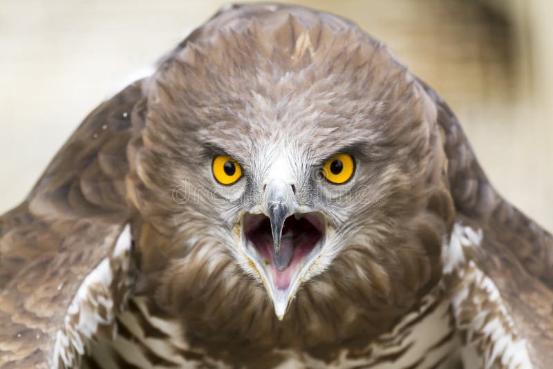 Toed Eagle stock image. Image of animal, eagle, bird - 26457309