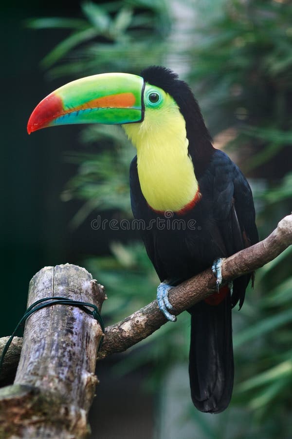 Toekan stock foto. Image of dieren, oase, toucanans, tropisch - 7412582