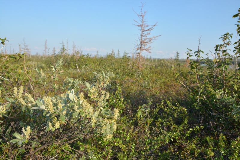 Toendra Op Het Taimyr-Schiereiland Stock Foto - Image of ...