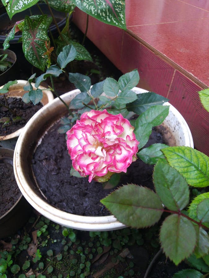 Fofo Closeup Stock Photos - Free & Royalty-Free Stock Photos from ...