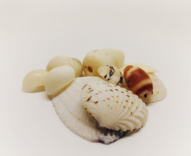 Together stock image. Image of together, isolated, seashell - 103896819