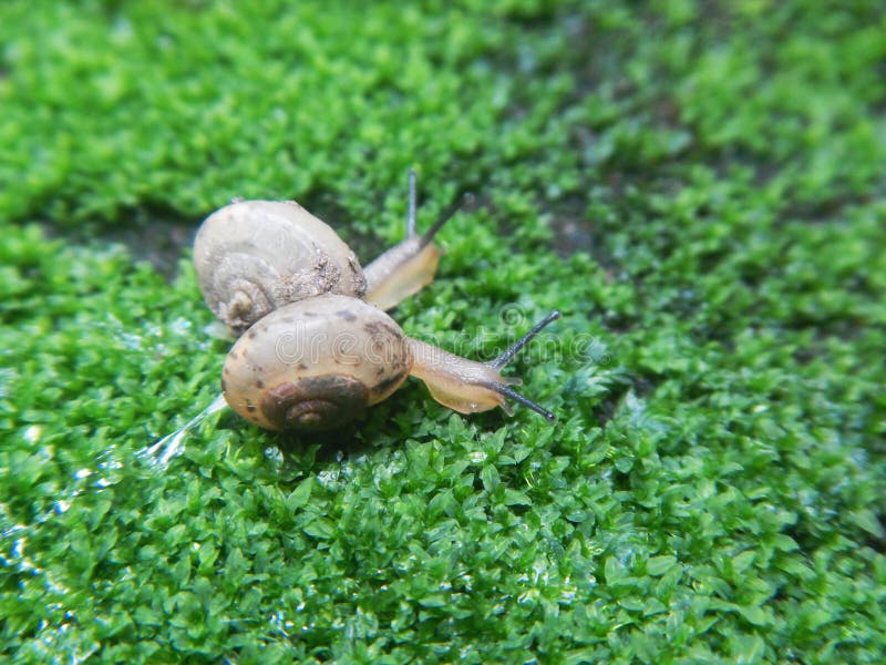 Together Forever - Snail Loves Each Other Stock Image - Image of green ...