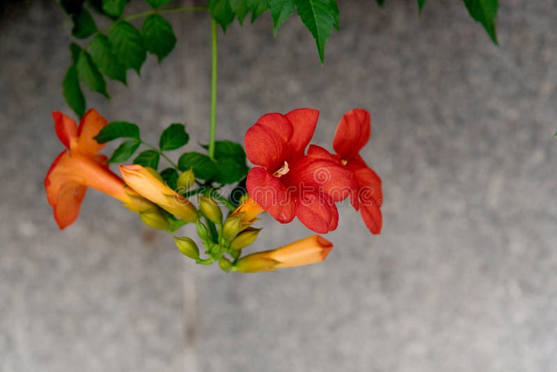 Blossoming morning glory stock photo. Image of botany - 150075226