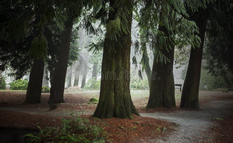 Together we shall stand stock image. Image of path, forest - 117537395