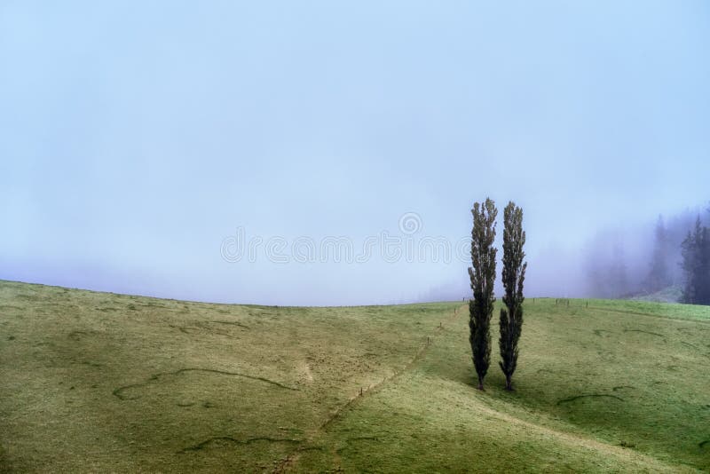 A Pair of Identical Trees Stand Together Stock Image - Image of ...