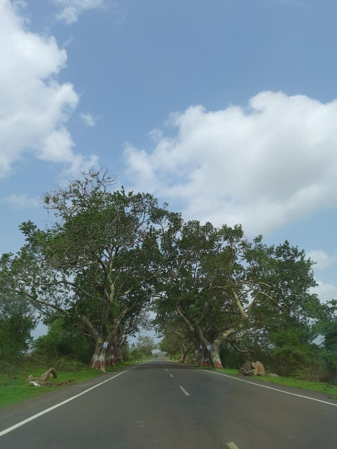 Together tree side by road stock photo. Image of morning - 255042438