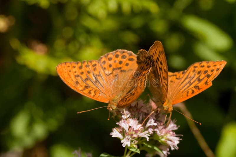 Together stock image. Image of honey, insects, pollination - 41262863
