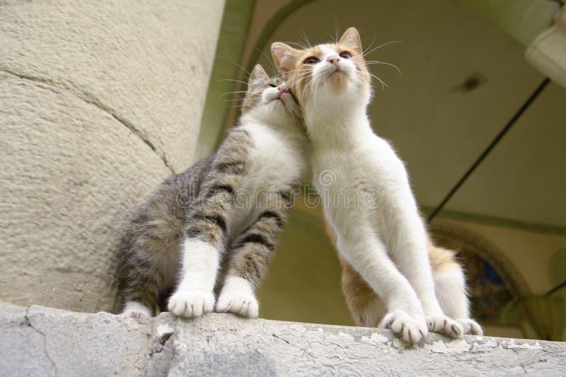 Two pet cats stock image. Image of staring, couple, domestic - 647487