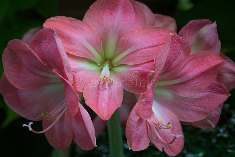 Togetherness stock image. Image of blossom, columbine - 99320235