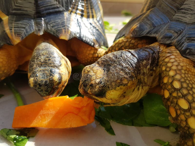 Togetherness in Eating stock image. Image of fruit, leaf - 202674651