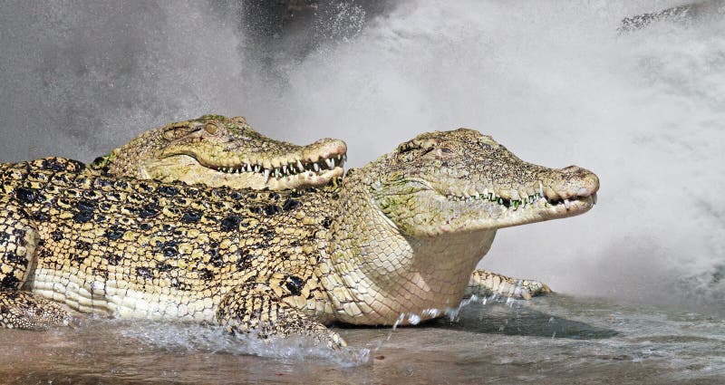 Two crocodiles in love stock photo. Image of reptilian - 20775386