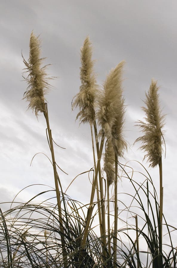 Toi Toi 01 stock photo. Image of plant, cuttygrass, green - 1052114
