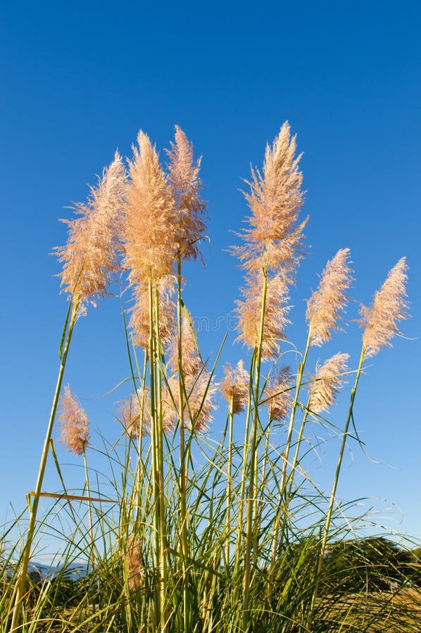 Toi Toi Grass Stock Photos - Free & Royalty-Free Stock Photos from ...