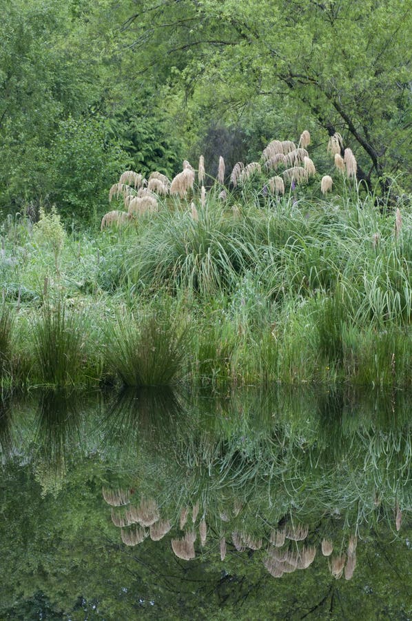 212 Toi Toi Tree Stock Photos - Free & Royalty-Free Stock Photos from ...