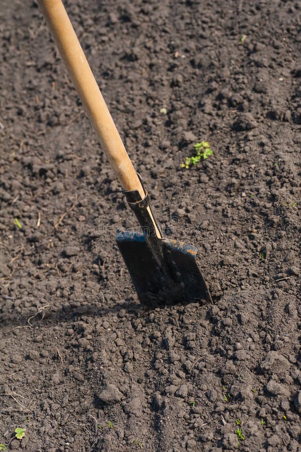 Toil Work of Ground. Spade Insert Soil Stock Image - Image of chernozem ...
