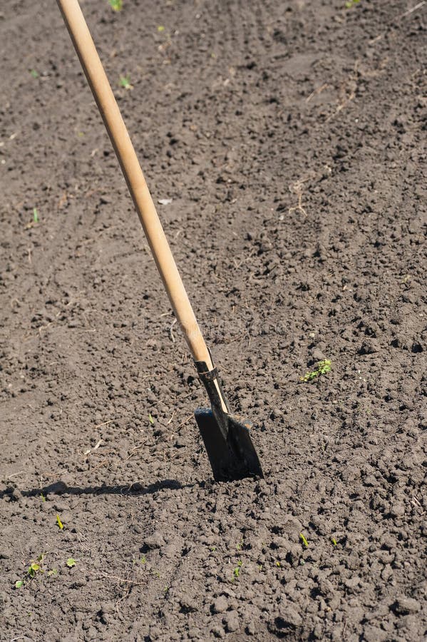 Toil Work of Ground. Spade Insert Soil Stock Photo - Image of cultivate ...