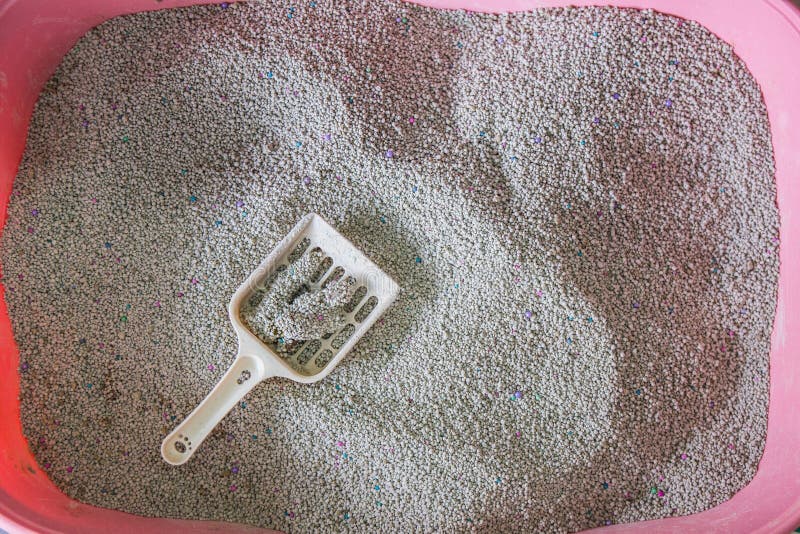 Toilet Cat Cleaning Sand Cat in a Litter Box Stock Image - Image of ...