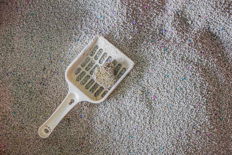 Toilet Cat Cleaning Sand Cat in a Litter Box Stock Image - Image of ...
