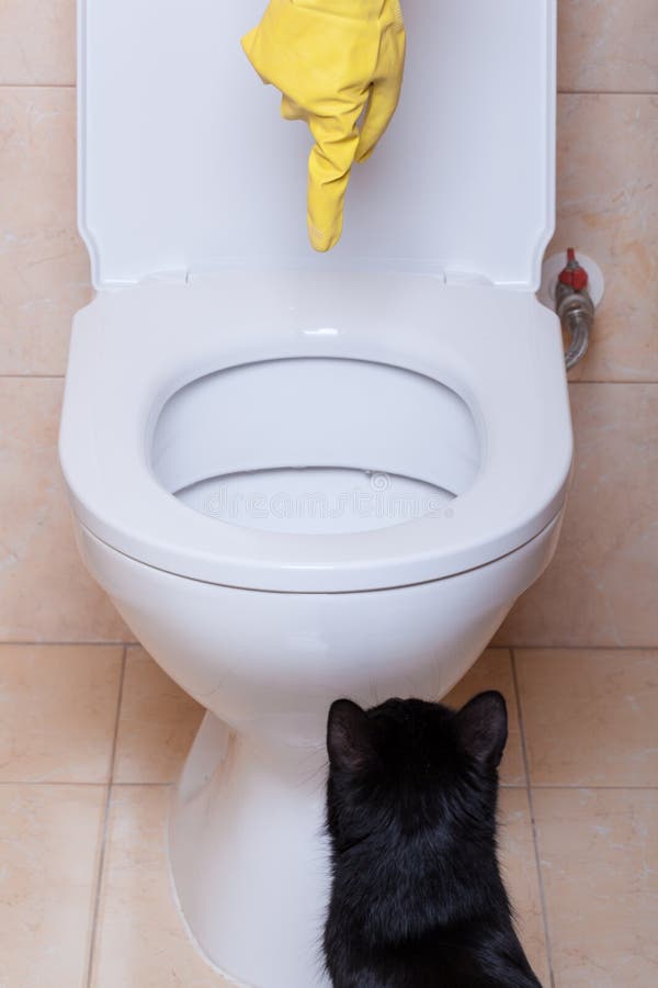 Toilet hygiene concept stock image. Image of hotel, protective - 25761247