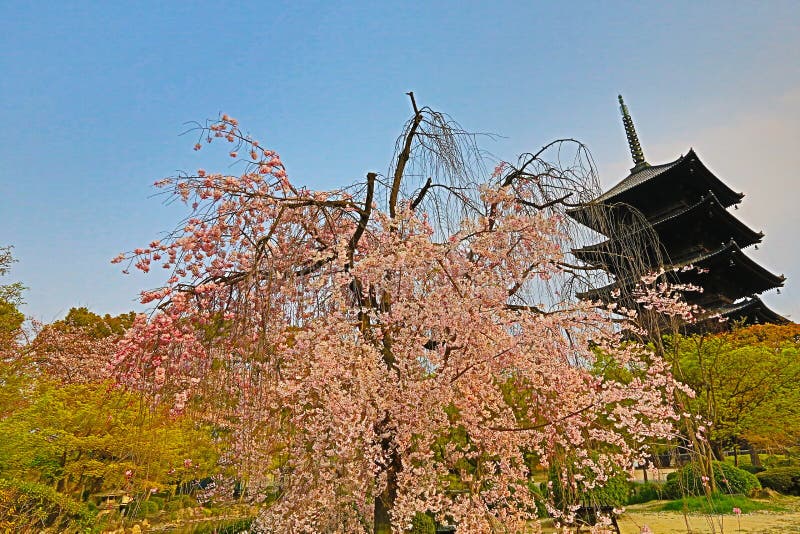 Toji Temple Lit Up at Day in Spring Editorial Photo - Image of place ...