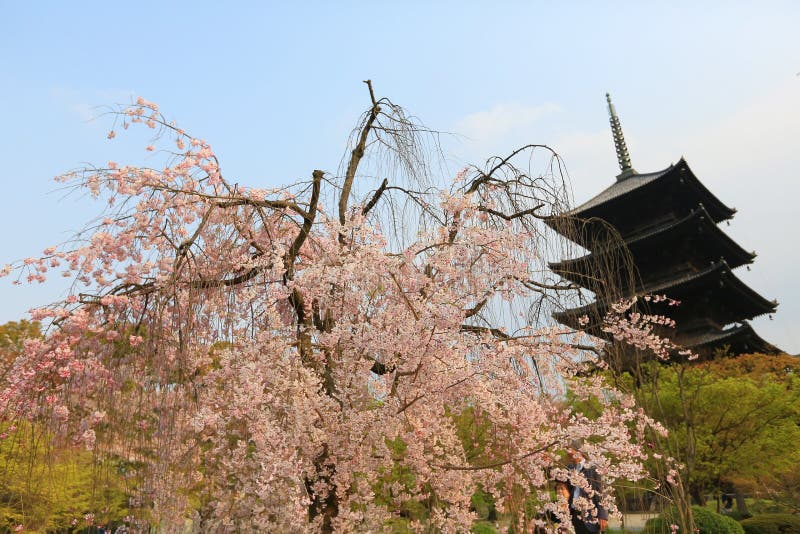Toji Temple in Spring, Kyoto, Japan Stock Image - Image of tower ...