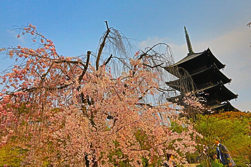 Toji Temple in Spring, Kyoto, Japan Stock Photo - Image of traditional ...