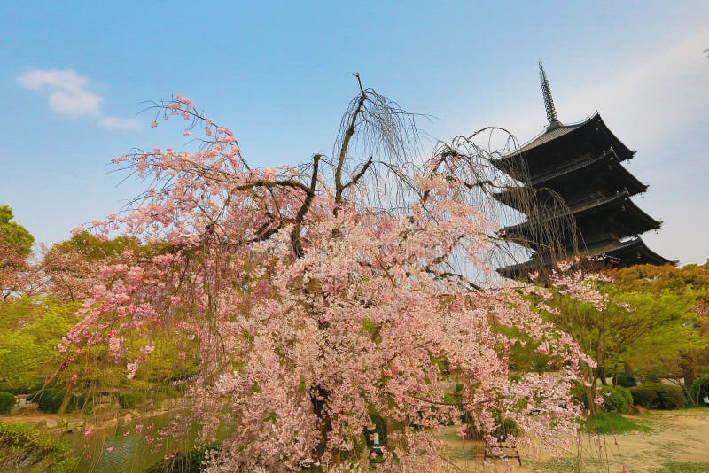 Toji Temple in Spring, Kyoto, Japan Stock Photo - Image of architecture ...