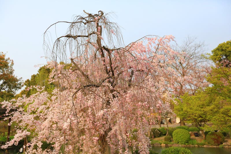 Toji Temple in Spring, Kyoto, Japan Stock Photo - Image of symbol ...