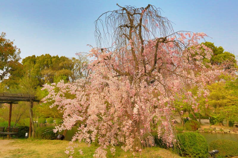 Toji Temple in Spring, Kyoto, Japan Stock Photo - Image of sightseeing ...