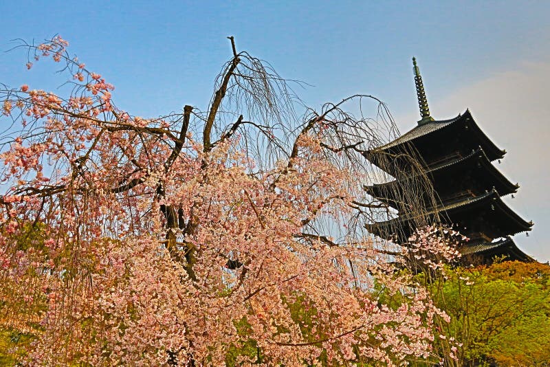 Toji Temple in Spring, Kyoto, Japan Stock Image - Image of wooden ...