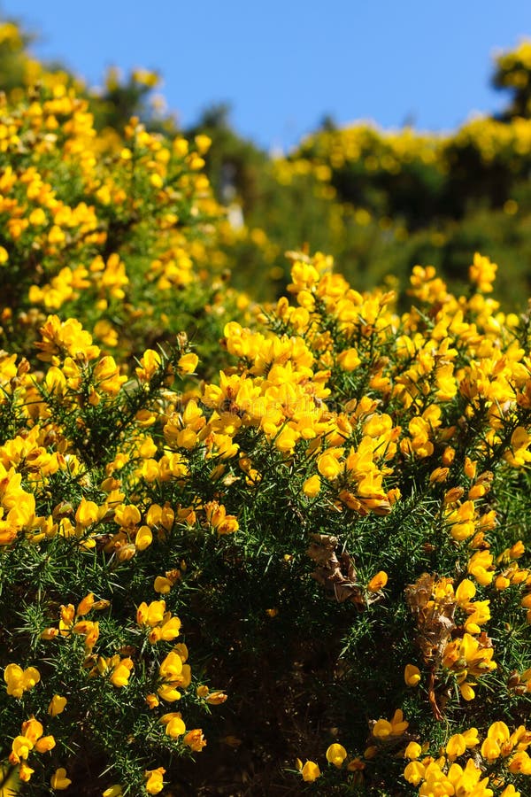 Flores Amarelas Do Tojo Em Um Arbusto Foto de Stock - Imagem de raso ...