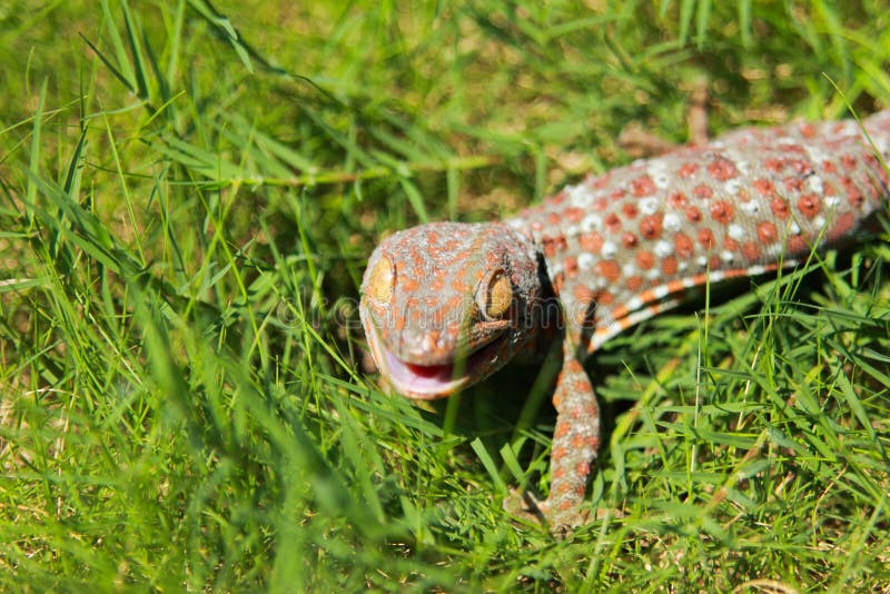 Eye of a Tokay Gecko stock image. Image of yellow, gray - 6103415