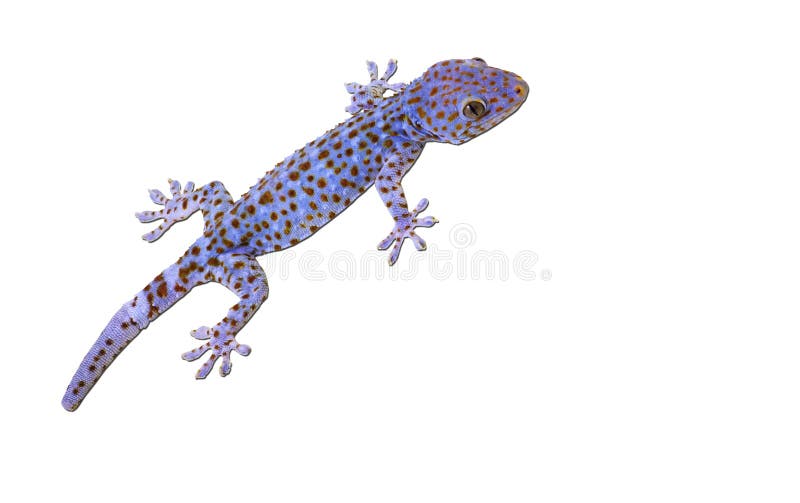 Tokay gecko on bark stock image. Image of lizard, wildlife - 8912981