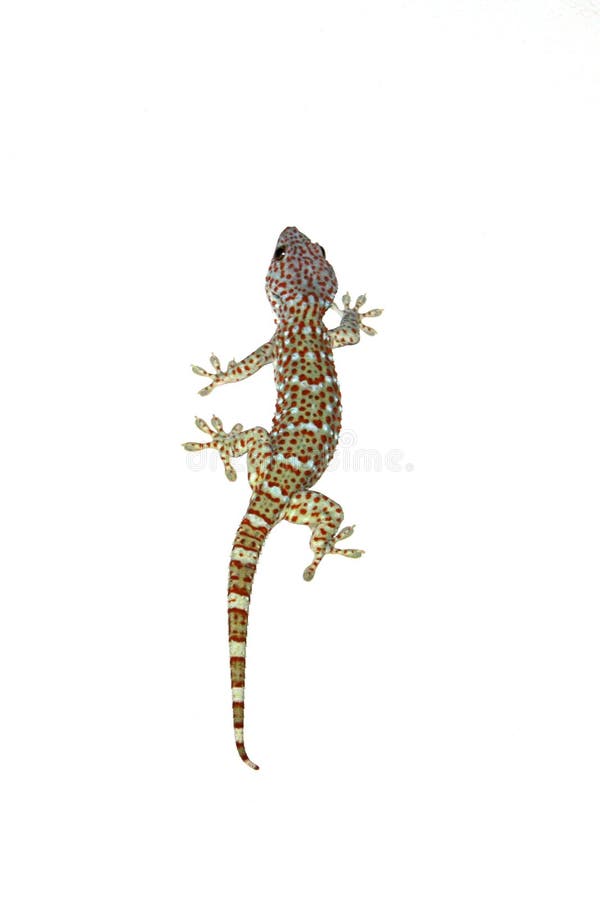 Tokay gecko lizard stock image. Image of colours, reptile - 20877121