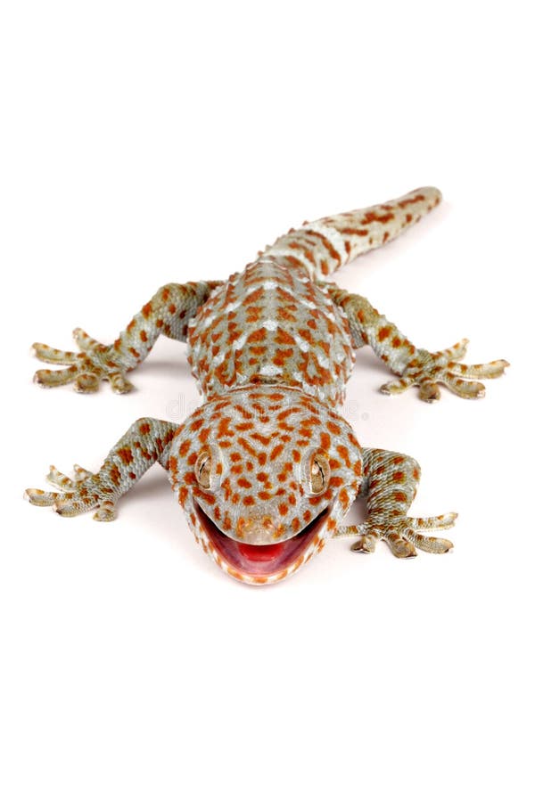 Tokay Gecko stock image. Image of wildlife, voracious - 4117677
