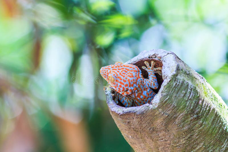 Tokay gecko fotografering för bildbyråer. Bild av prickigt - 45805453