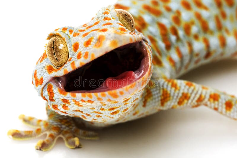 Tokay Gecko with Mouth Open Stock Photo - Image of tokay, predator ...