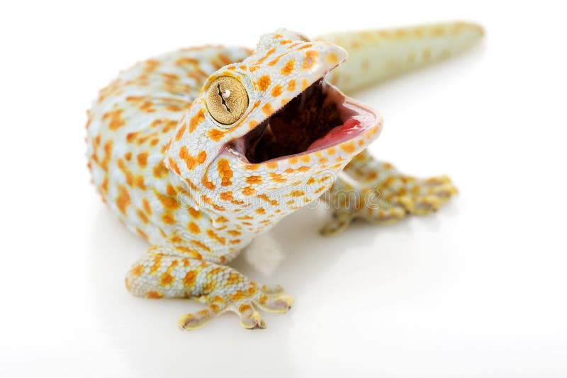 Crawling tokay gecko stock image. Image of animal, predator - 10102711