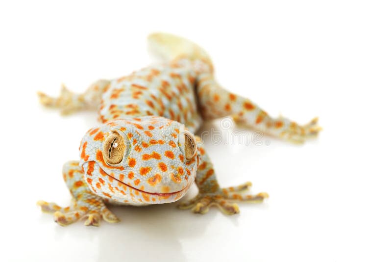 Happy Dancing Gecko - with Clipping Path Stock Illustration ...