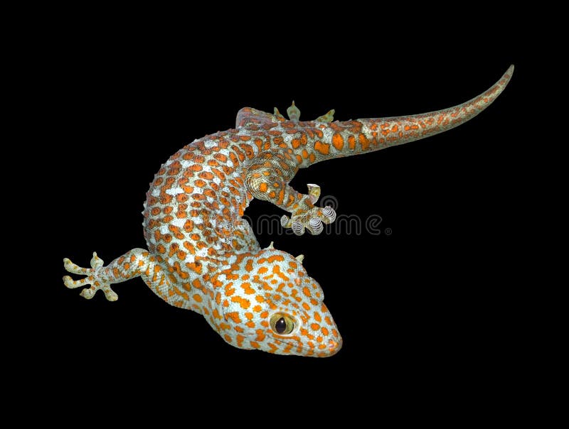 Tokay gecko stock image. Image of nocturnal, cambodia - 67784329