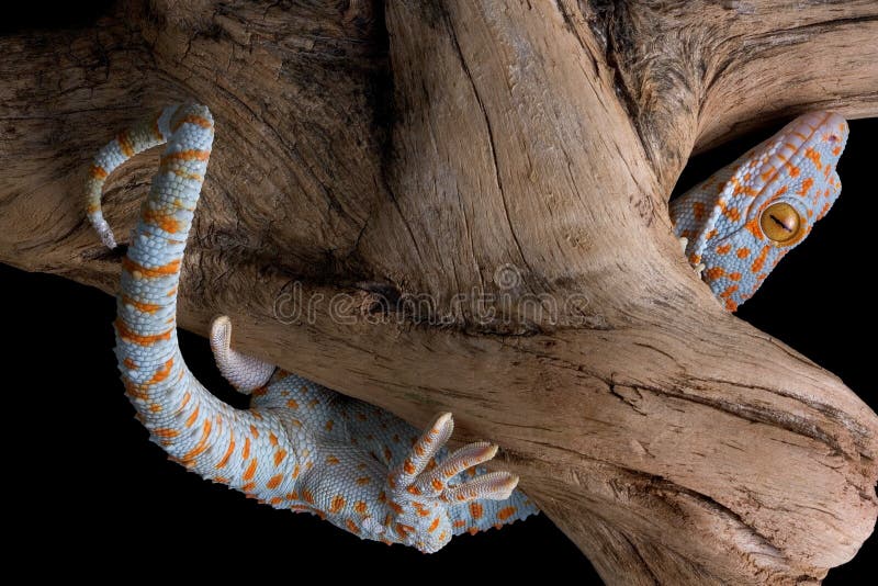 Tokay gecko on bark stock image. Image of lizard, wildlife - 8912981