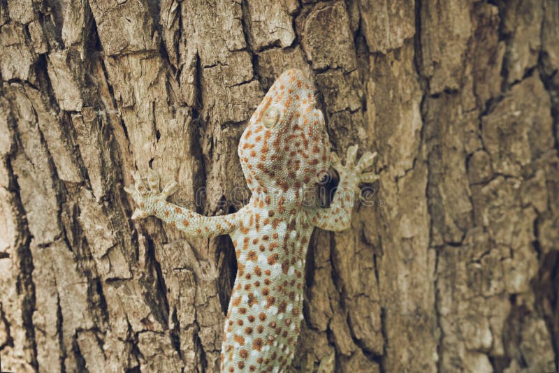 Tokay Gecko is Climbing on the Tree. Stock Image - Image of forest ...