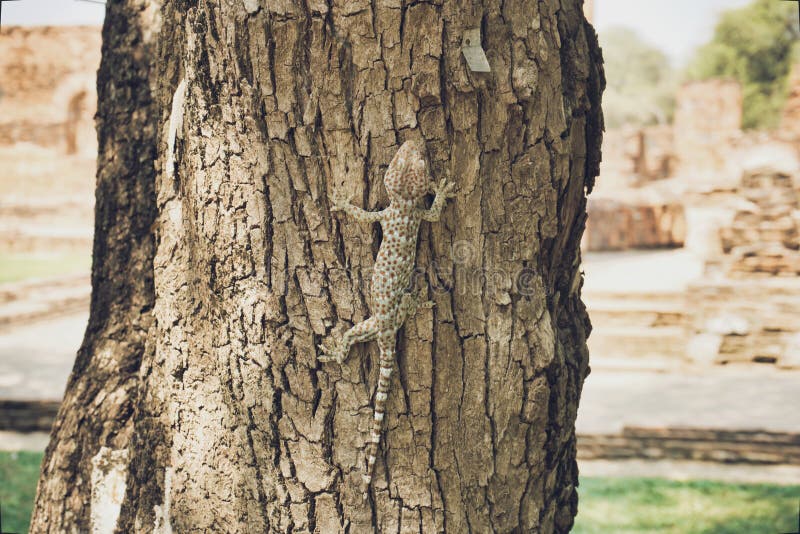 Tokay Gecko is Climbing on the Tree. Stock Image - Image of natural ...