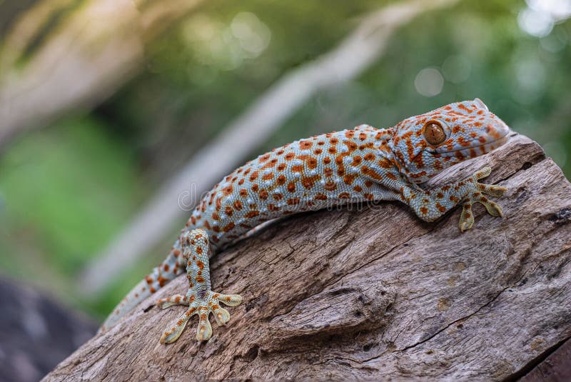 Leopard Gecko Climbing Stock Photos - Free & Royalty-Free Stock Photos ...