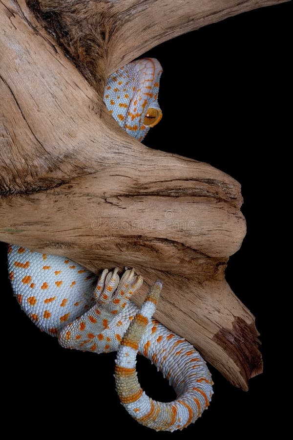 Tokay Gecko with Mouth Open Stock Photo - Image of tokay, predator ...