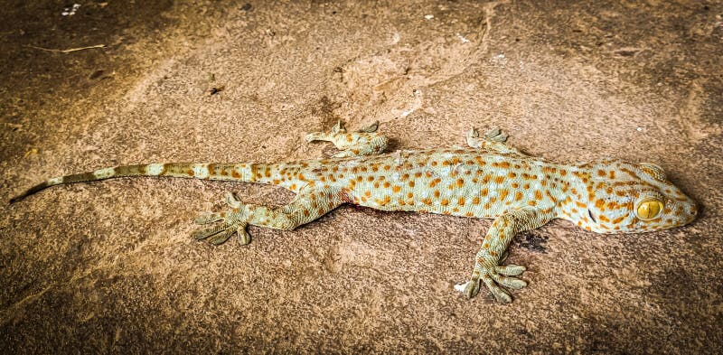 Tokay gecko stock image. Image of lizard, nature, spotted - 250188799